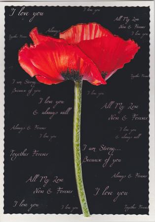 Poppy & Words Step by Step - CUP171013_443 | Craftsuprint