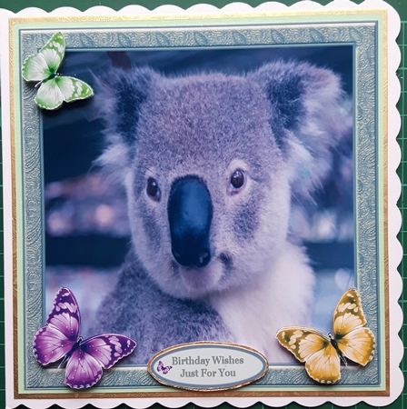 Sweet Little Koala 7x7 - Photo by Susan Heanes