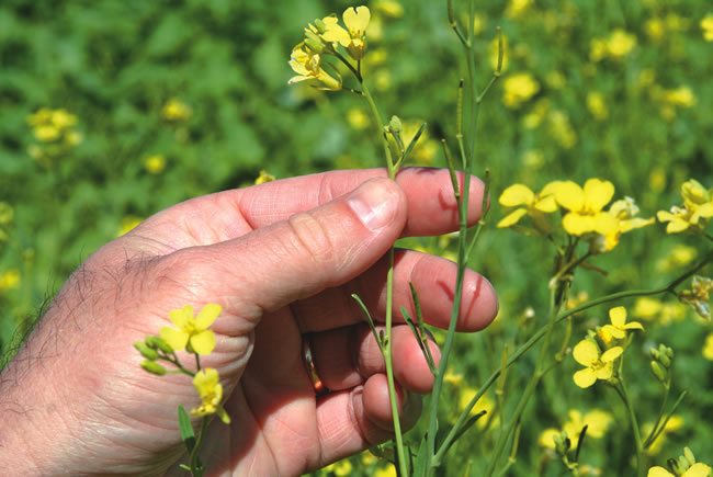 Flying high on renewable biofuel - Florida Trend