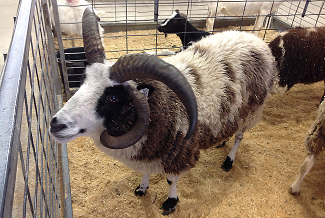 A day at the Florida State Fair (in photos) - Florida Trend