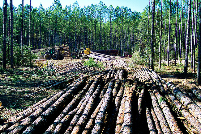 St. Joe Co. gets out of the woods in Northwest Florida - Florida Trend