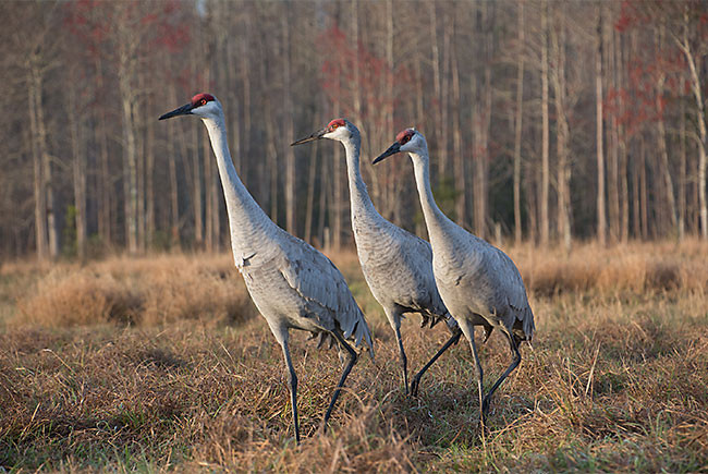 Week 1: Through the Green Swamp | Florida Wildlife Corridor Expedition ...