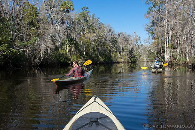 Week 3: Traversing Florida's Nature Coast | Florida Wildlife Corridor ...