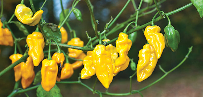 Fired up: Datil Dew Pepper Products sells liquid fire | Northeast ...