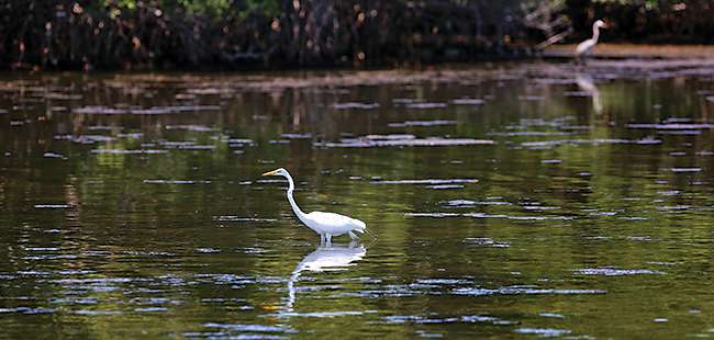 Flush with evidence: A study of pollution in the Indian River Lagoon ...