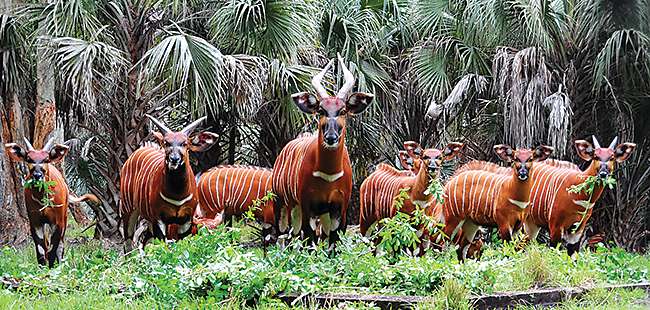 Where the bongos and bantengs roam | Wild Florida - Florida Trend