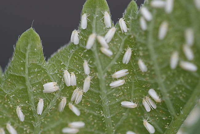 Tuesday's Daily Pulse - Florida Trend