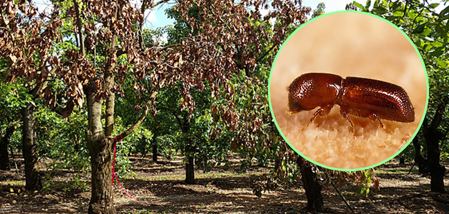 A better lure to detect and control an avocado pest | Press Release ...