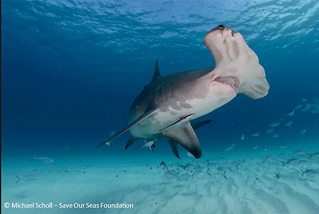 ‘Sharkathon 2017' is here: How to watch it like a scientist | Press ...