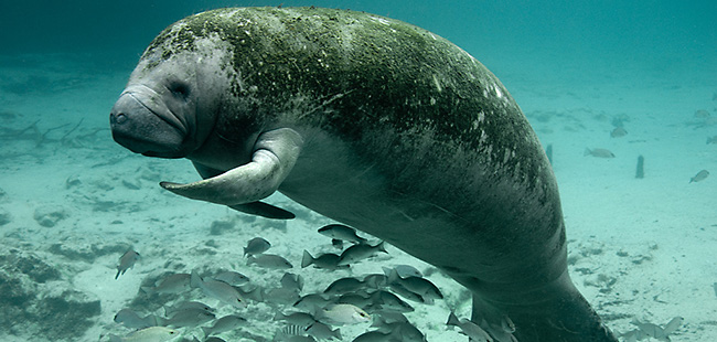 Manatee reclassified from 'Endangered' to 'Threatened' as habitat ...