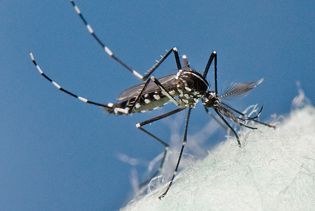 UF/IFAS scientists find Zika RNA in a second mosquito species | Press ...
