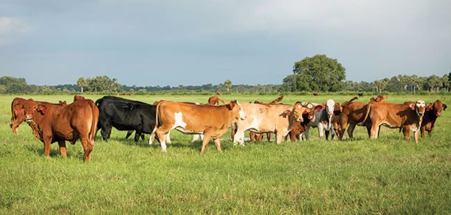 A focus on rural Florida | Up Front Feature - Florida Trend