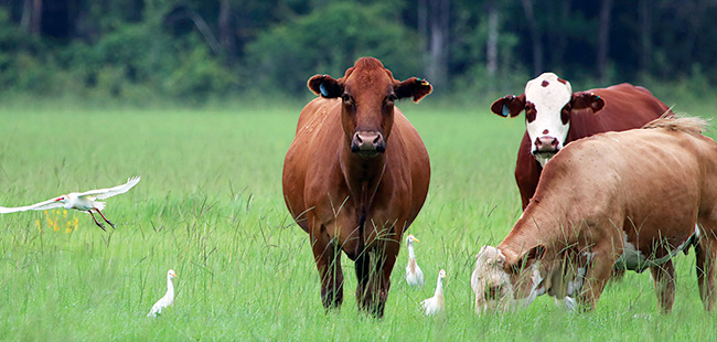 Pasture-ized: Hundreds of thousands of northwest Florida acres go from ...