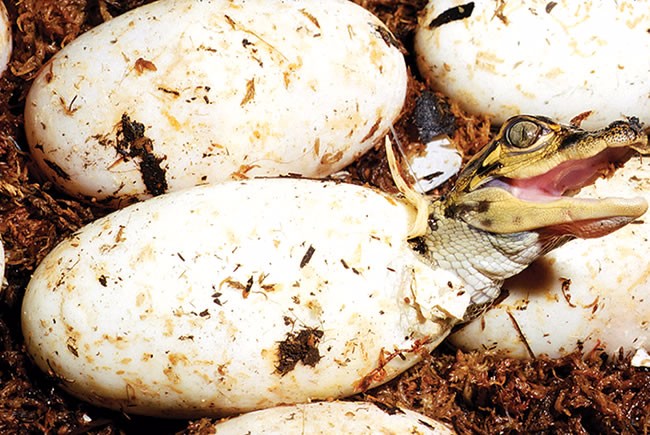 Big business in alligator egg poaching | Feature - Florida Trend