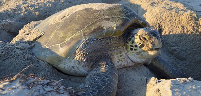 Green Sea Turtles Nesting