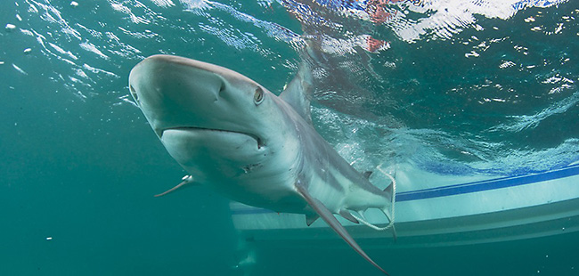 Shark migration season begins in Southeast Florida | FAU Press Release ...