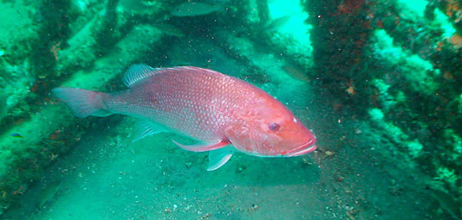 Gov. Scott and FWC announce 40-day recreational red snapper season in ...