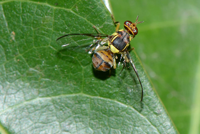 Florida Department of Agriculture and Consumer Services Begins Efforts ...