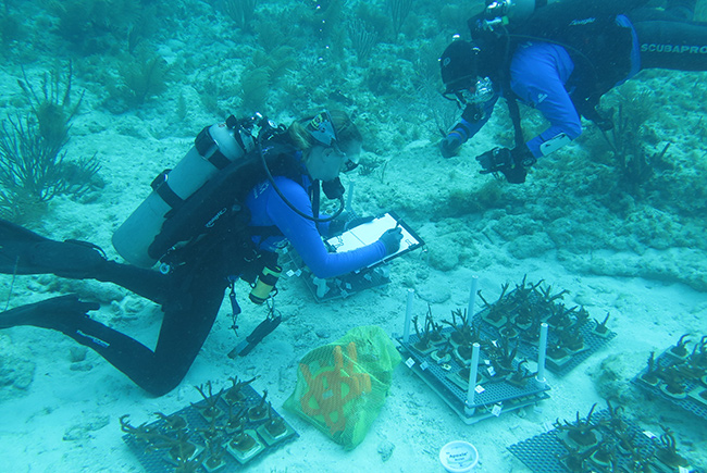 Florida Aquarium Conducts a Huge Multi-Agency Conservation Mission in ...