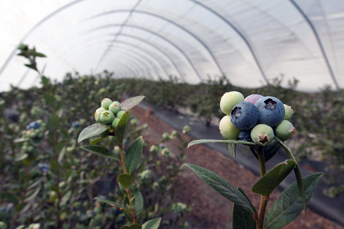 With the beginning of Florida blueberry season comes new UF/IFAS ...