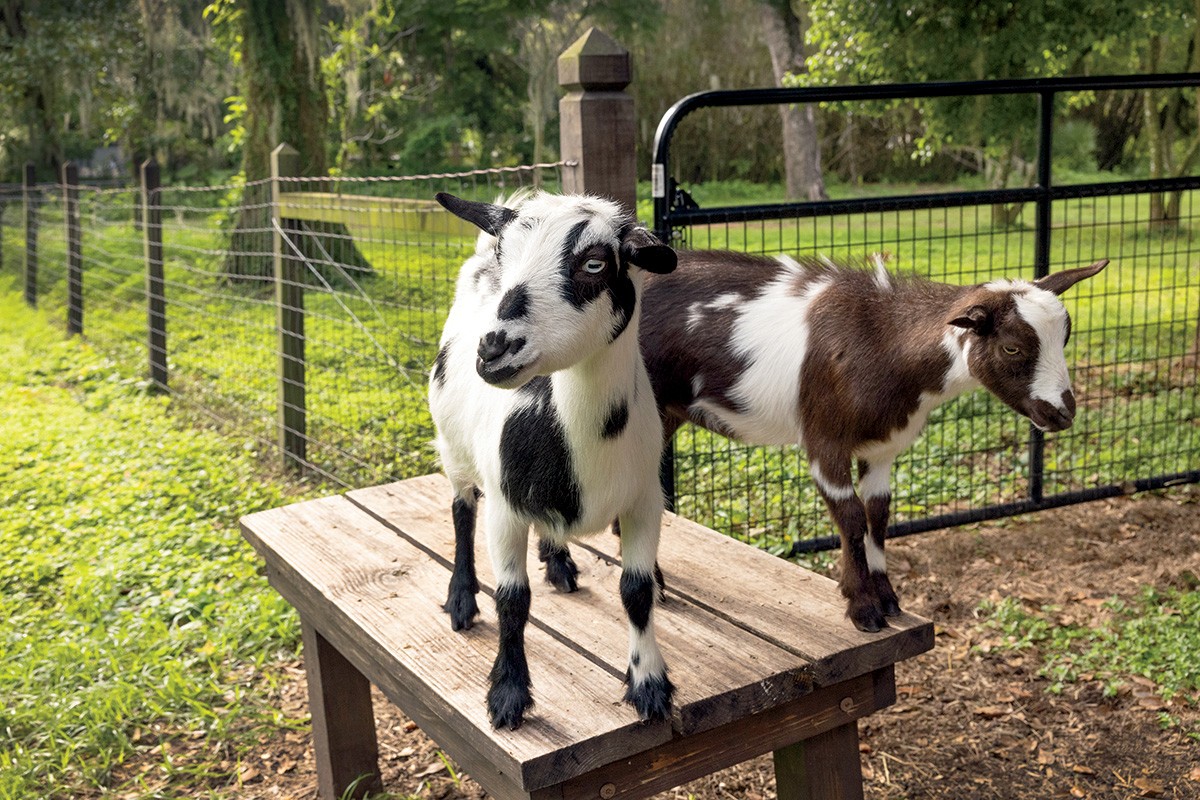 Magic Beans - Florida Trend | Feature