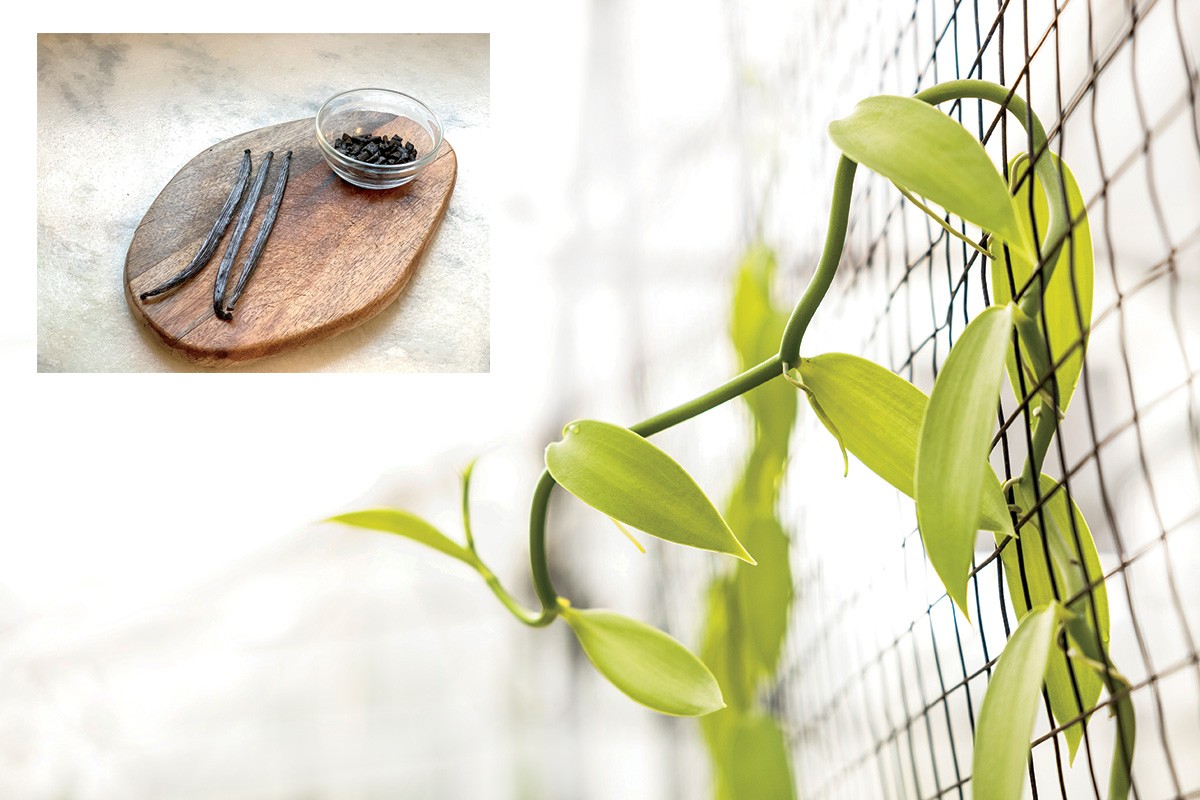 Magic Beans - Florida Trend | Feature