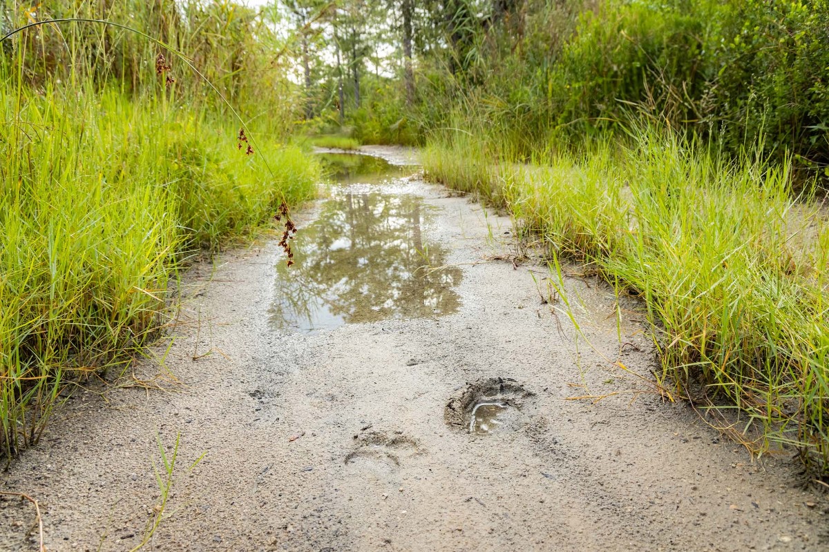 Wilderness Trap - Florida Trend | Feature