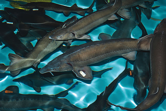 Roe, Roe, Roe at Moe - Florida's Caviar Industry | Florida Trend ...