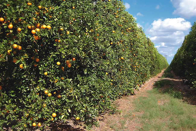 Growth Opportunities in Florida Agriculture - Florida Trend