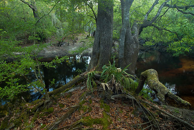 What Makes Florida ... Florida - Editor's Page | Florida Trend ...