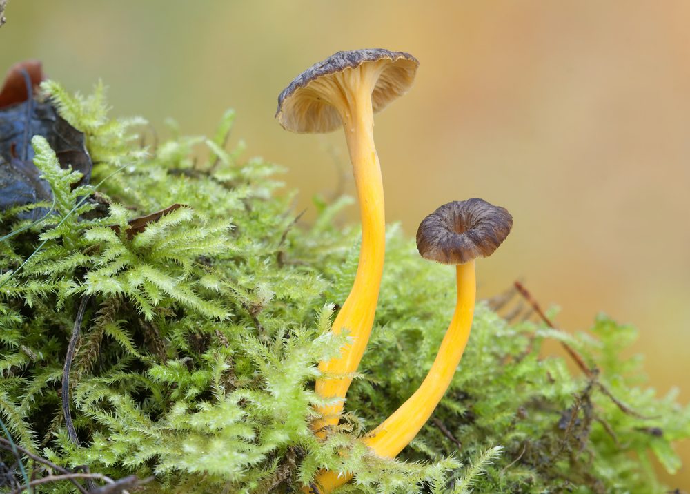 26 Exotic And Wild Mushrooms Great For Rustic & Exquisite Cuisine