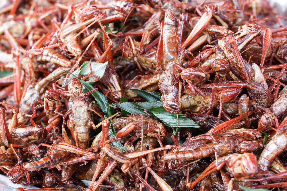 51 Creepy Crawlies That You Can (And Should) Eat