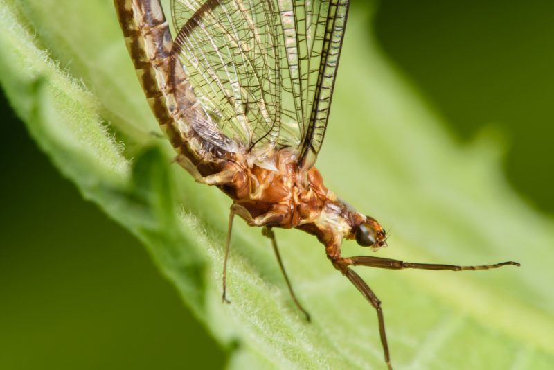51 Creepy Crawlies That You Can (And Should) Eat