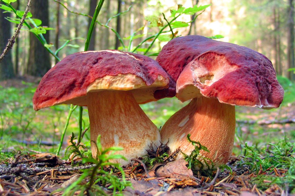 26 Exotic And Wild Mushrooms Great For Rustic & Exquisite Cuisine