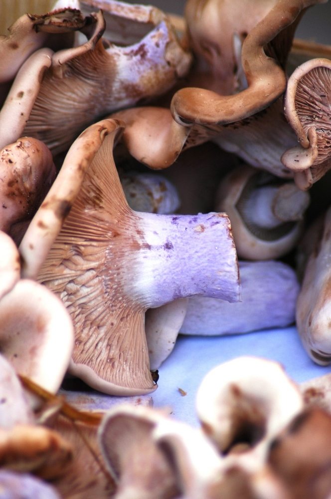 26 Exotic And Wild Mushrooms Great For Rustic & Exquisite Cuisine