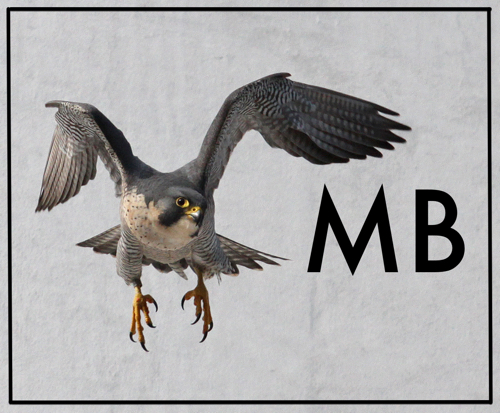 Dispersal results of Grey Herons from a 20 year ringing study at a ...
