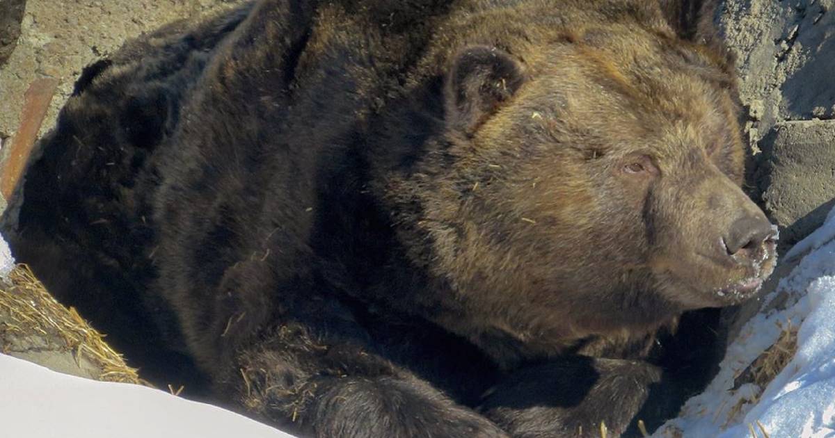 Bear at Calgary Zoo thought winter was over and came out of hibernation ...