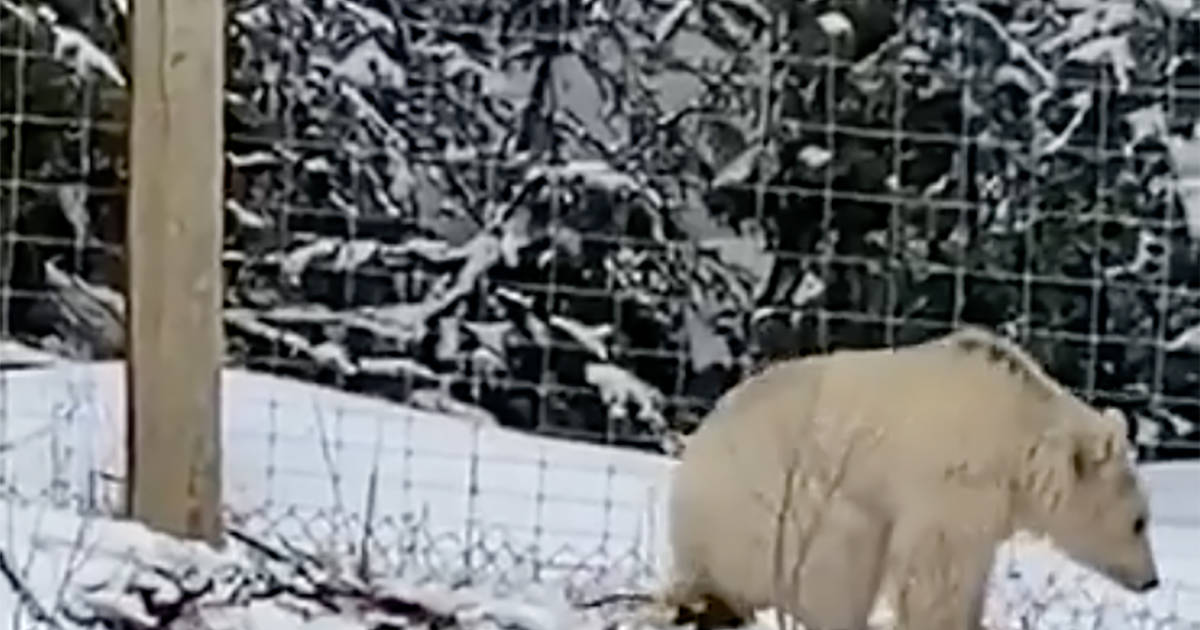 Video shows super rare white grizzly bear spotted in Alberta