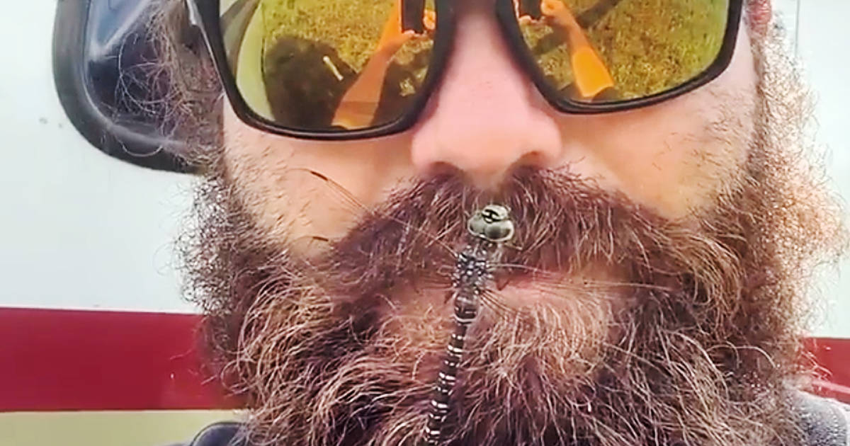 Video shows dragonfly eating horse fly off Canadian man's beard