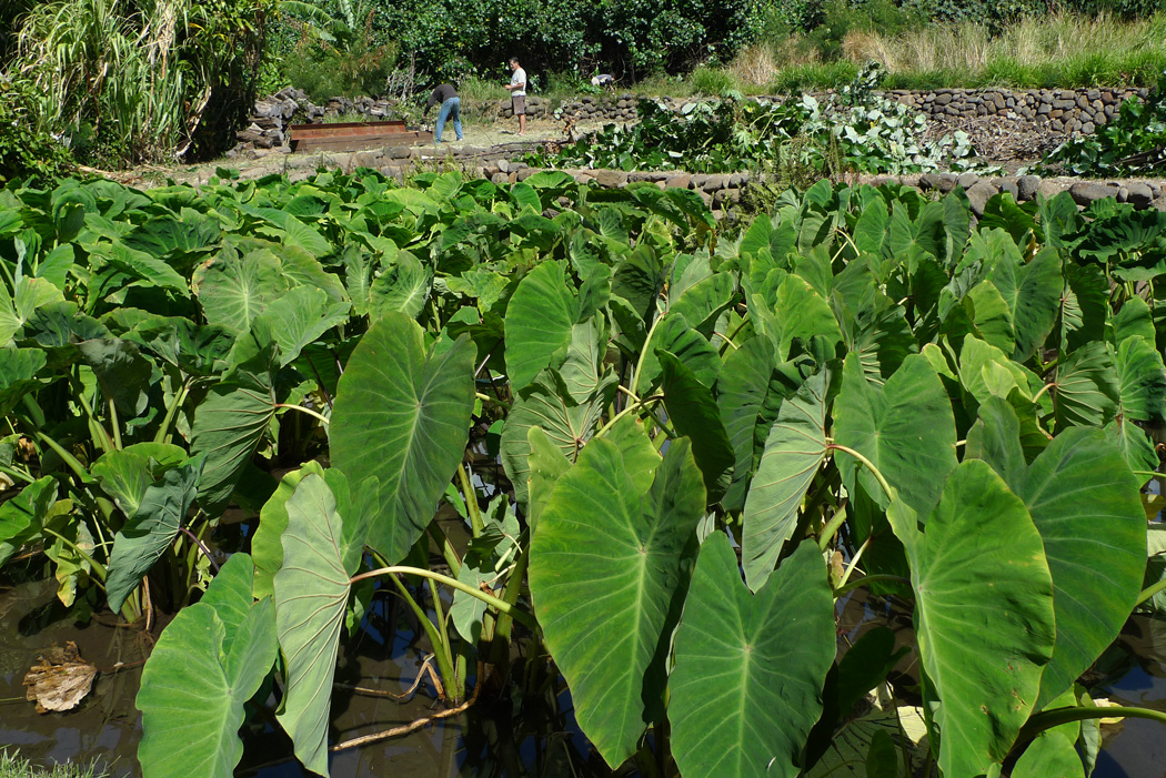 Hawaii: In Real Life ~ Visiting Nohoana Farm