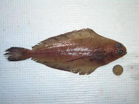 FishSource - Rex sole - US Alaska