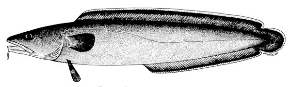 FishSource - Tusk - Barents Sea
