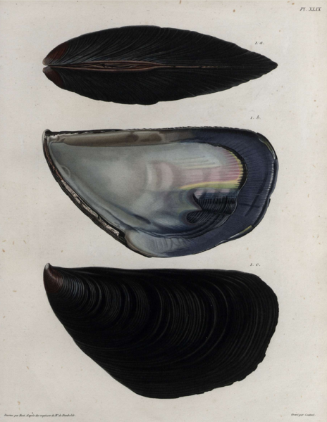 FishSource - Chilean mussel - Chilean Region X