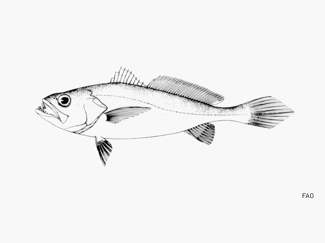 FishSource - King weakfish - Guyana