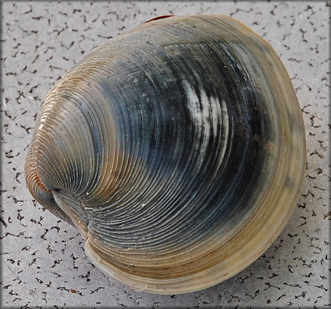 FishSource - Northern quahog - US NW Atlantic Coast