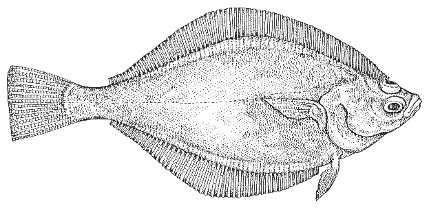 FishSource - English sole - US west coast