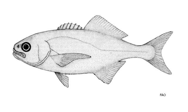 FishSource - Bluenose warehou - Southeastern Australia