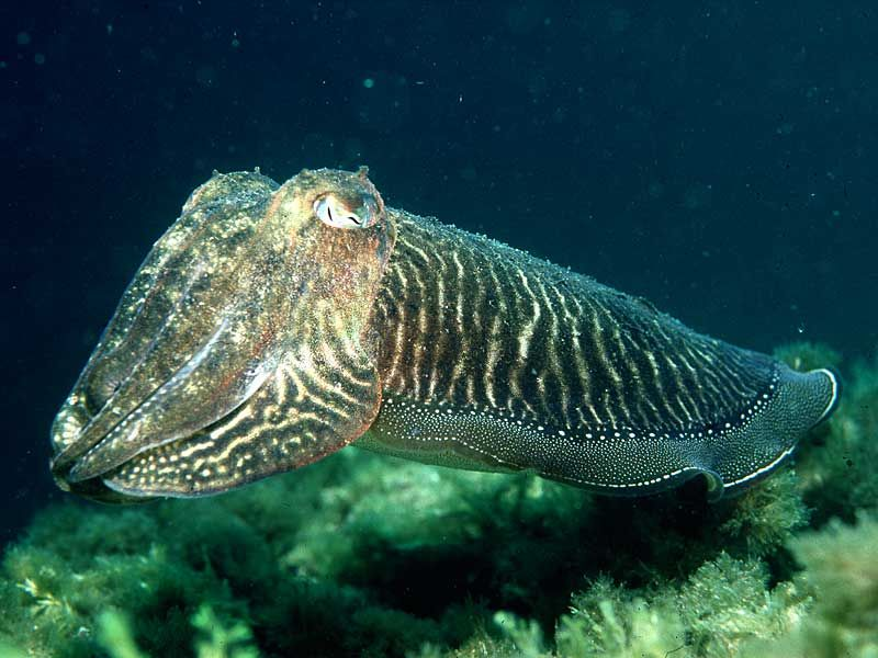 FishSource - Common cuttlefish - English channel
