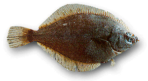 FishSource - Rock sole - Gulf of Alaska