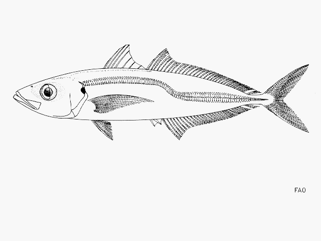FishSource - Pacific jack mackerel - Central Eastern Pacific